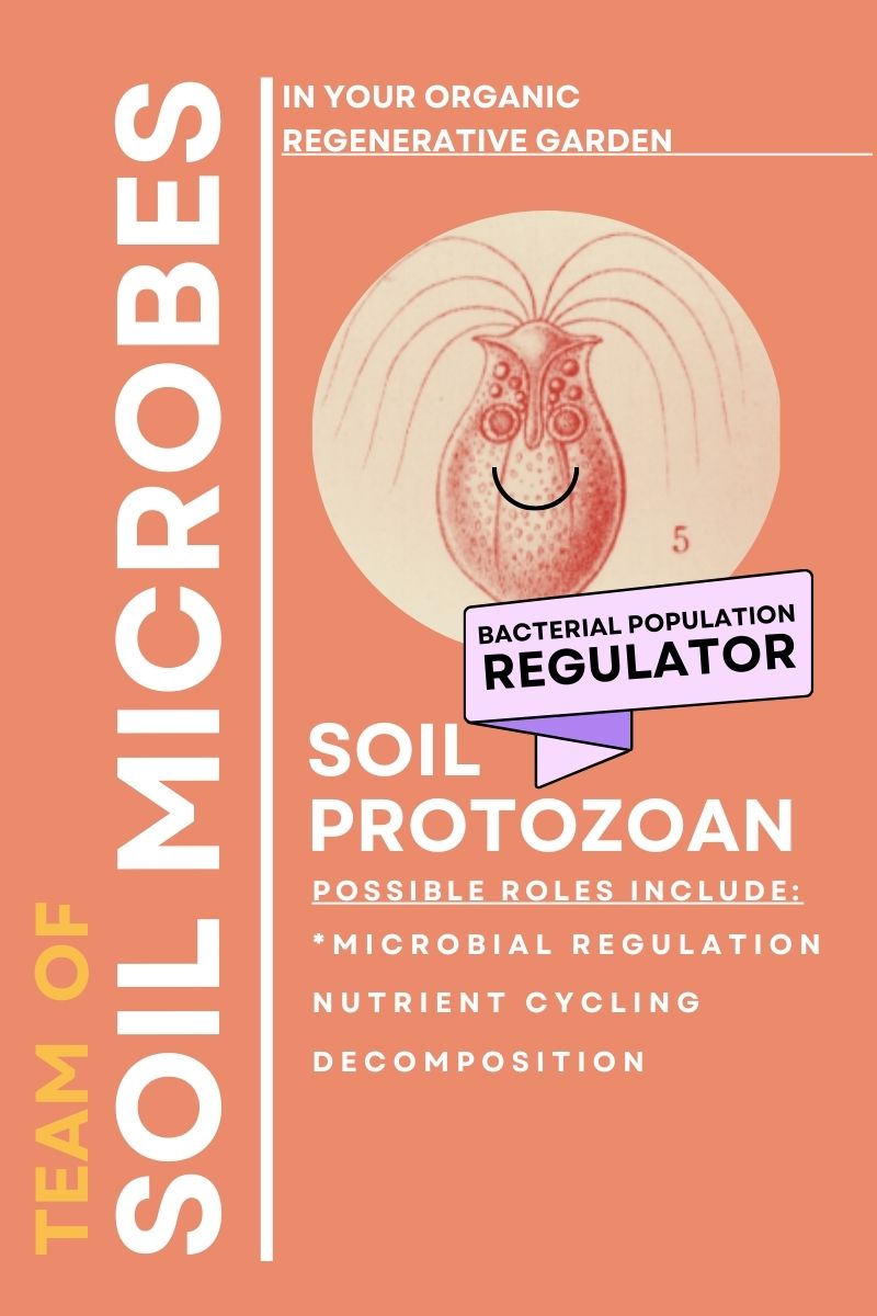 The Role of Soil Microorganisms in a Sustainable and Thriving Garden